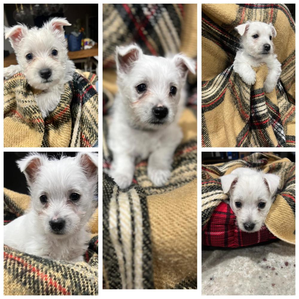 Outlander Puppies Releash Atlanta - Releash Atlanta