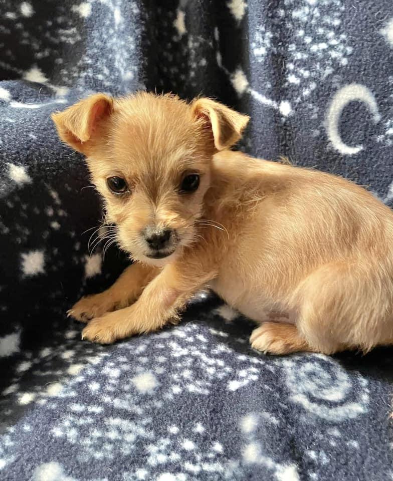 Twinkie Releash Atlanta - Releash Atlanta