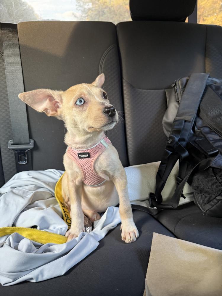 Daisy Releash Atlanta - Releash Atlanta